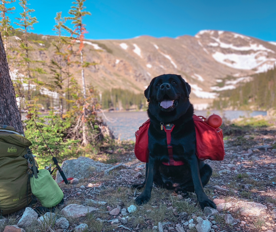 Wags in the Wild | Ground Up Adventures